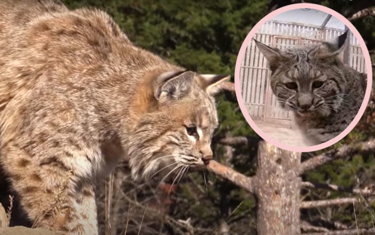 Man Throws Bobcat Across The Yard After It Attacks His Wife - Watch The ...