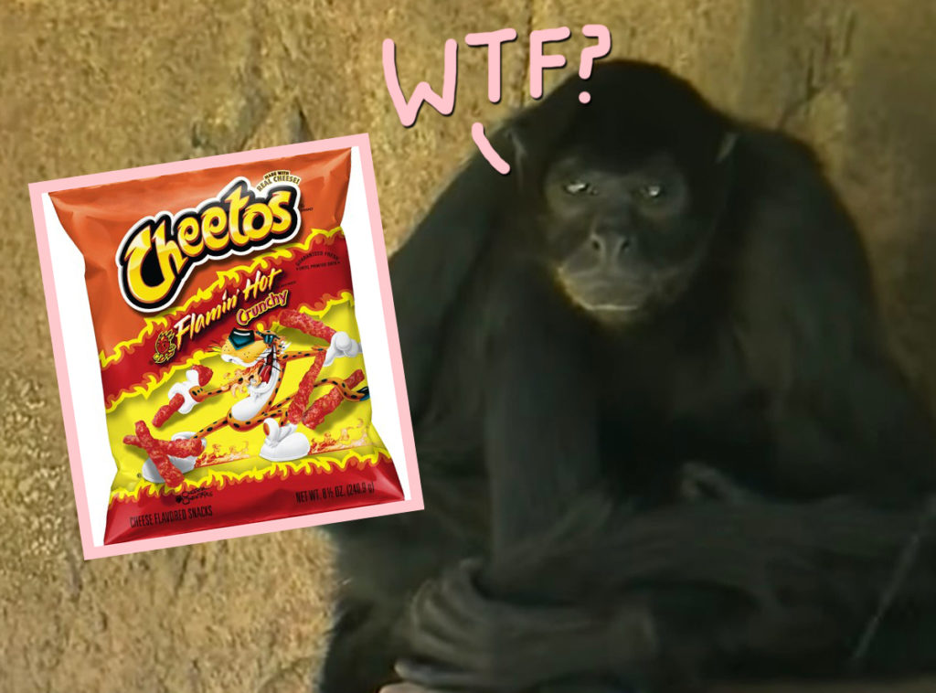 Monkey Archives - Perez Hilton