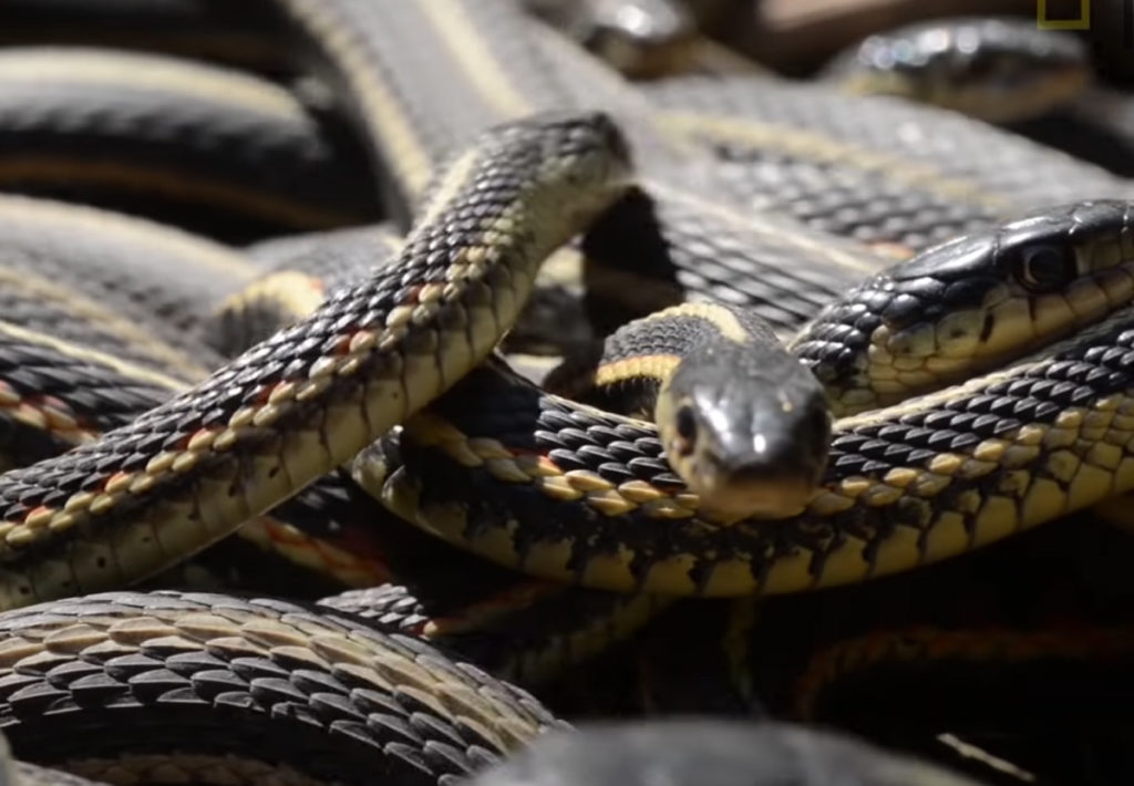 Woman Discovers Snake - & Its 17 Baby Snakes - Under Her Bed! - Perez ...
