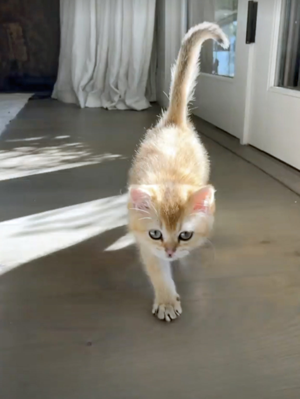 Kylie Jenner Welcomes ADORABLE New Kitten Ahead Of Baby No. 2! - Perez ...