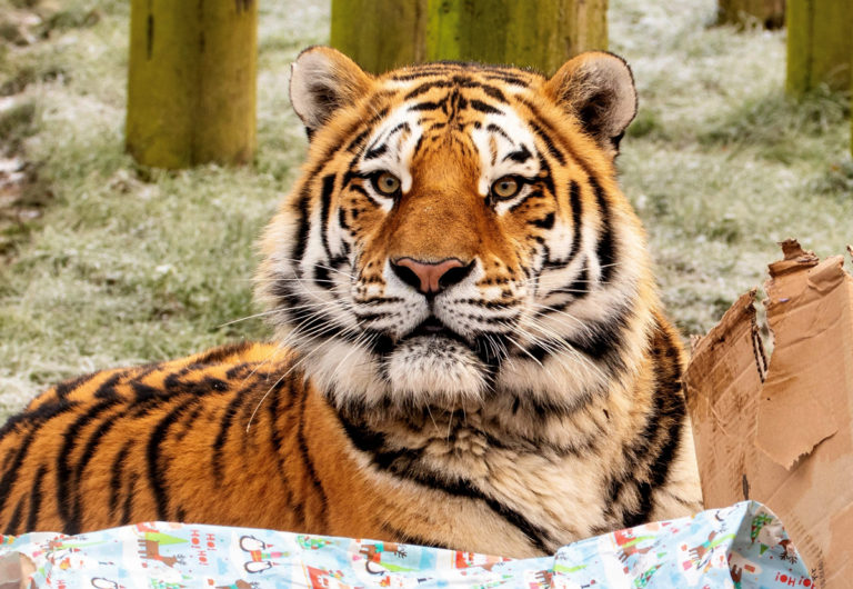 Horrifying Video Shows Florida Police Kill Beloved Tiger After Zoo ...