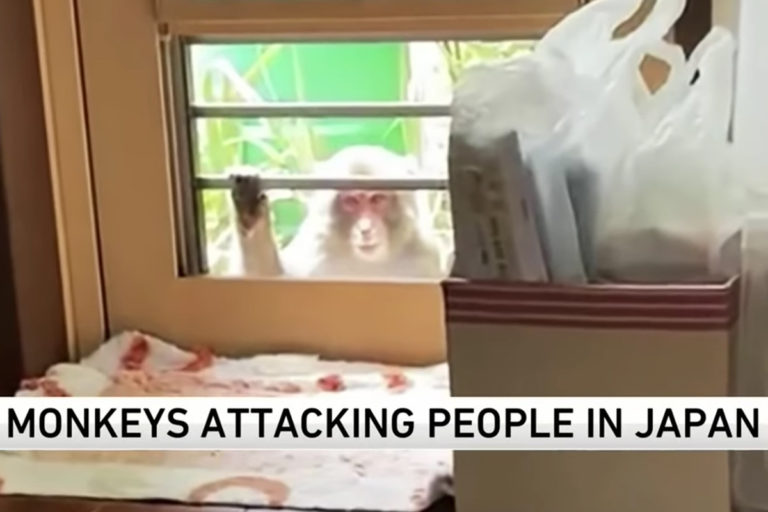 Japanese City Terrorized By Monkeys Attacking People & Trying To Snatch ...
