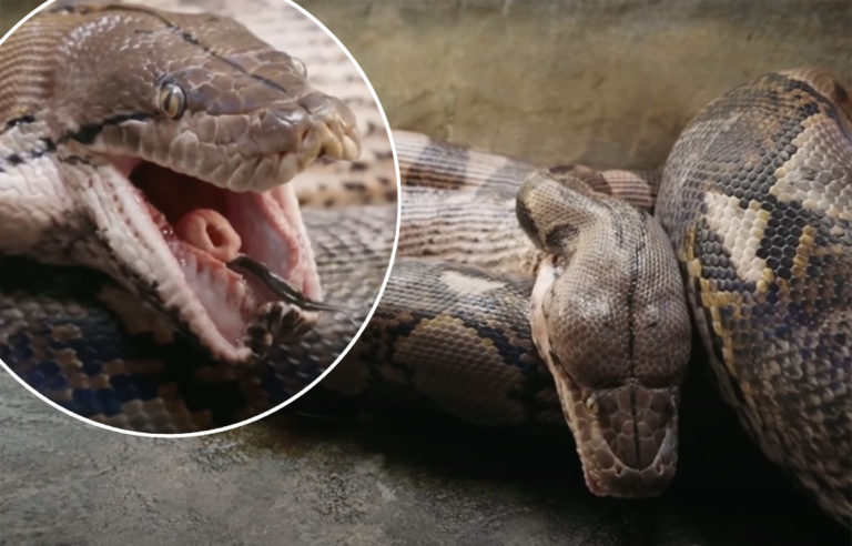 Woman Swallowed WHOLE By Giant 23-Foot Python While Walking Home From ...