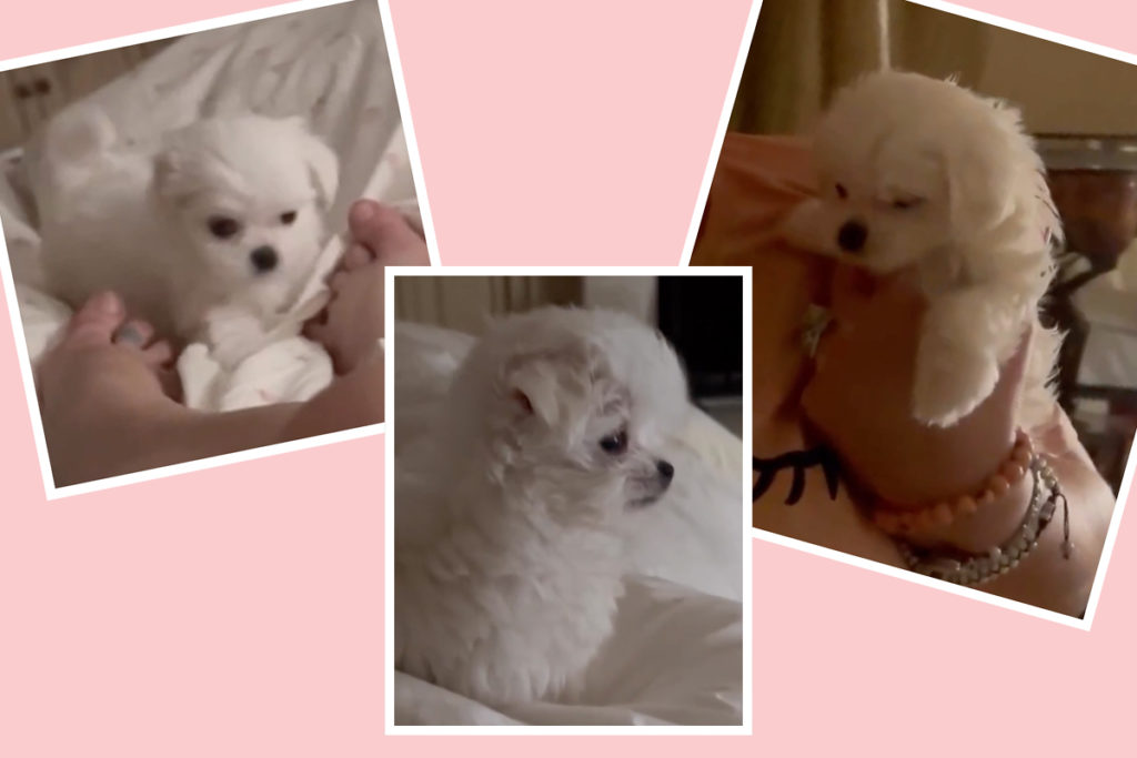 Britney Spears' Family Concerned She's 'Having An Episode' In Mansion Covered In Dog Feces ...