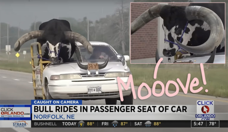 Nebraska Man Pulled Over With 2,200-LB BULL In Passenger Seat! LOOK ...