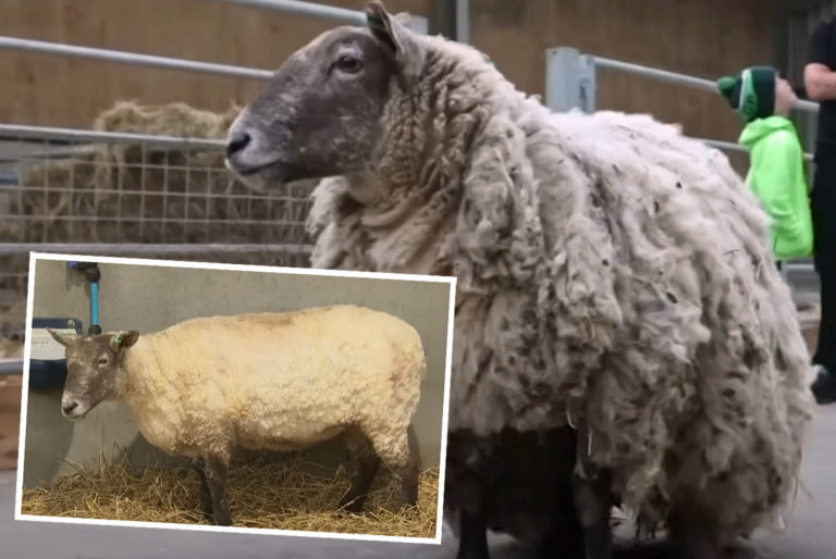 Fiona The 'Loneliest Sheep' Rescued From Bottom Of Scottish Cliff After ...