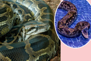 Missing Mother Of 4 Found Dead Inside Python's Belly - Perez Hilton