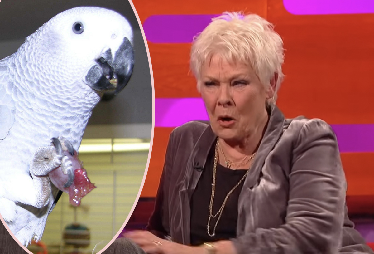 Judi Dench Has A Pet Parrot That Calls Her This NSFW Name! - Perez Hilton