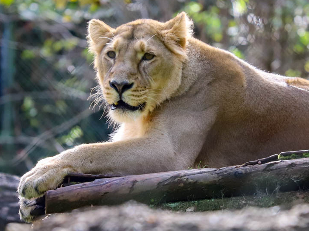Lion Attack At Australian Zoo Leads To Woman Losing Her Arm After ...