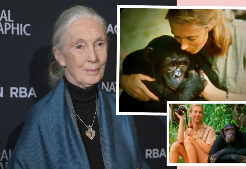 Dr. Jane Goodall Dead At 91 - Perez Hilton